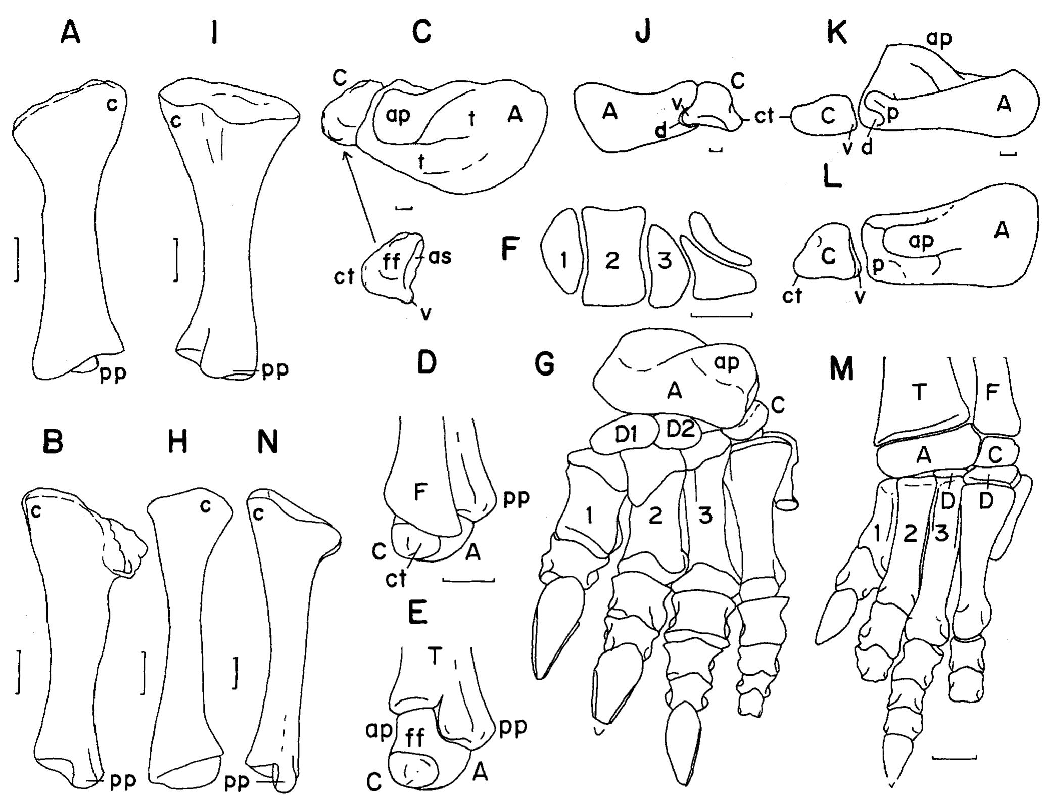 A-g: blikanasaurus cromptoni galton & van heerden, holotype