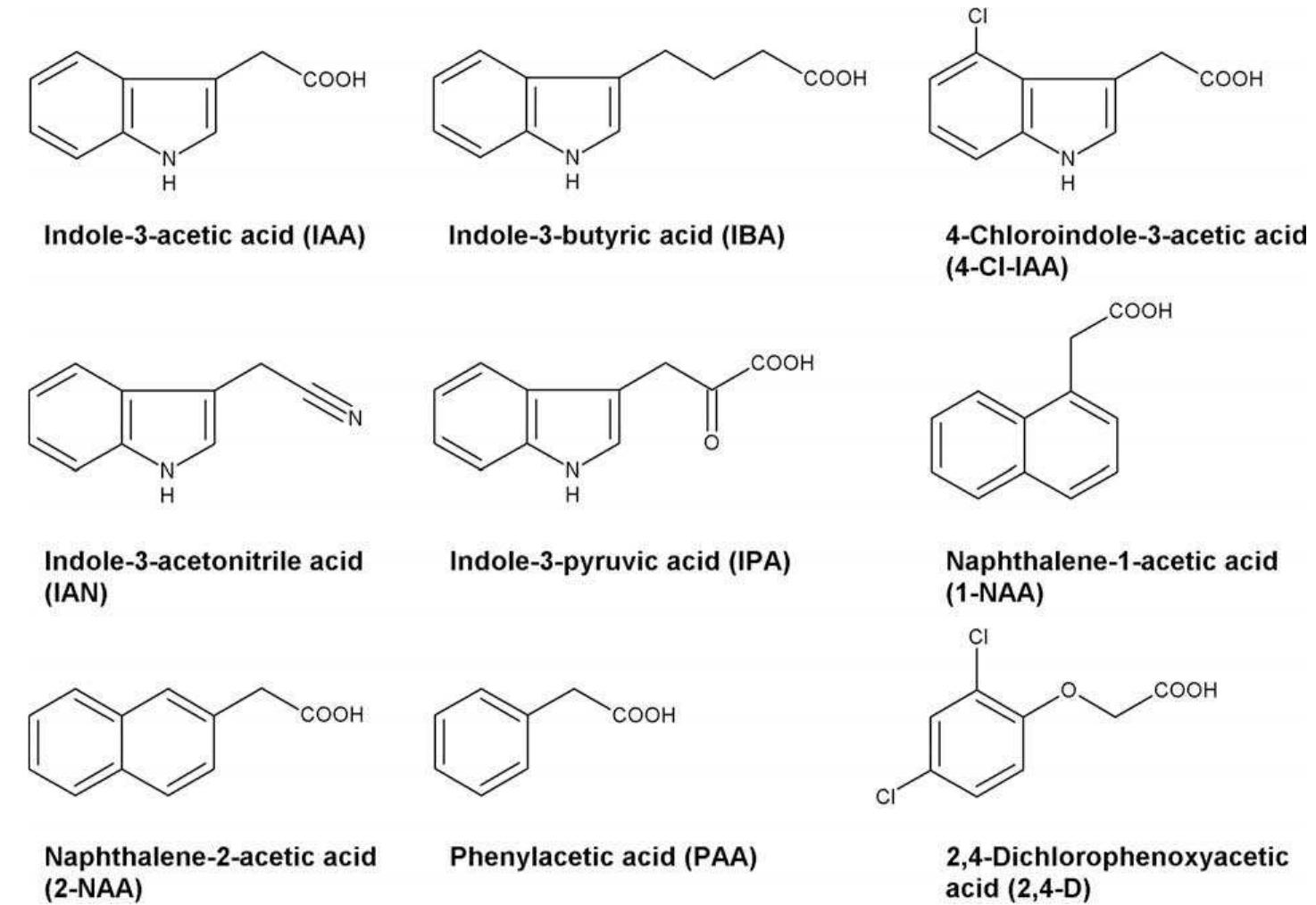 Selected chemical structures of natural and synthetic