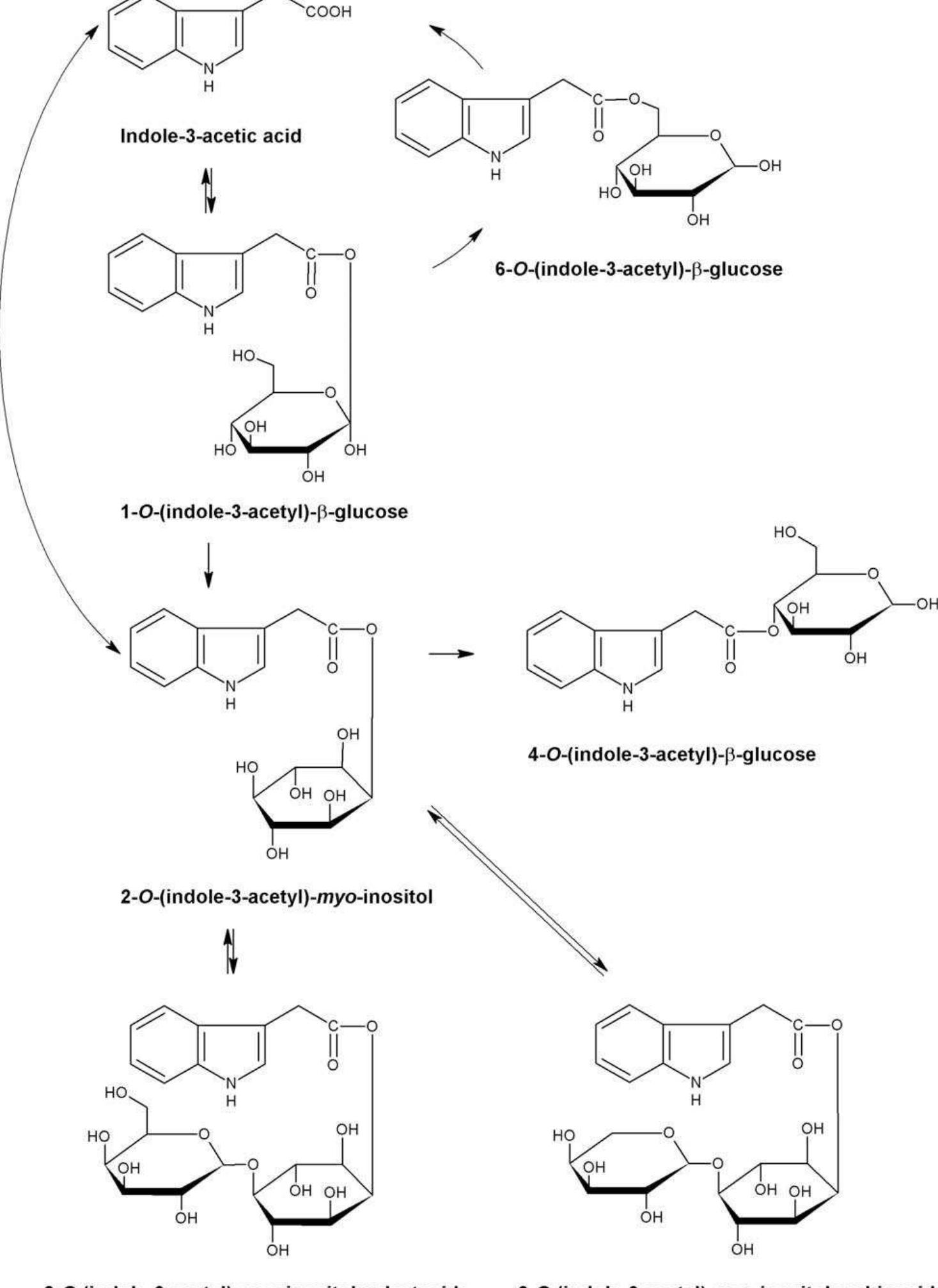 Biosynthesis and hydrolysis of indole-3-acetic acid ester