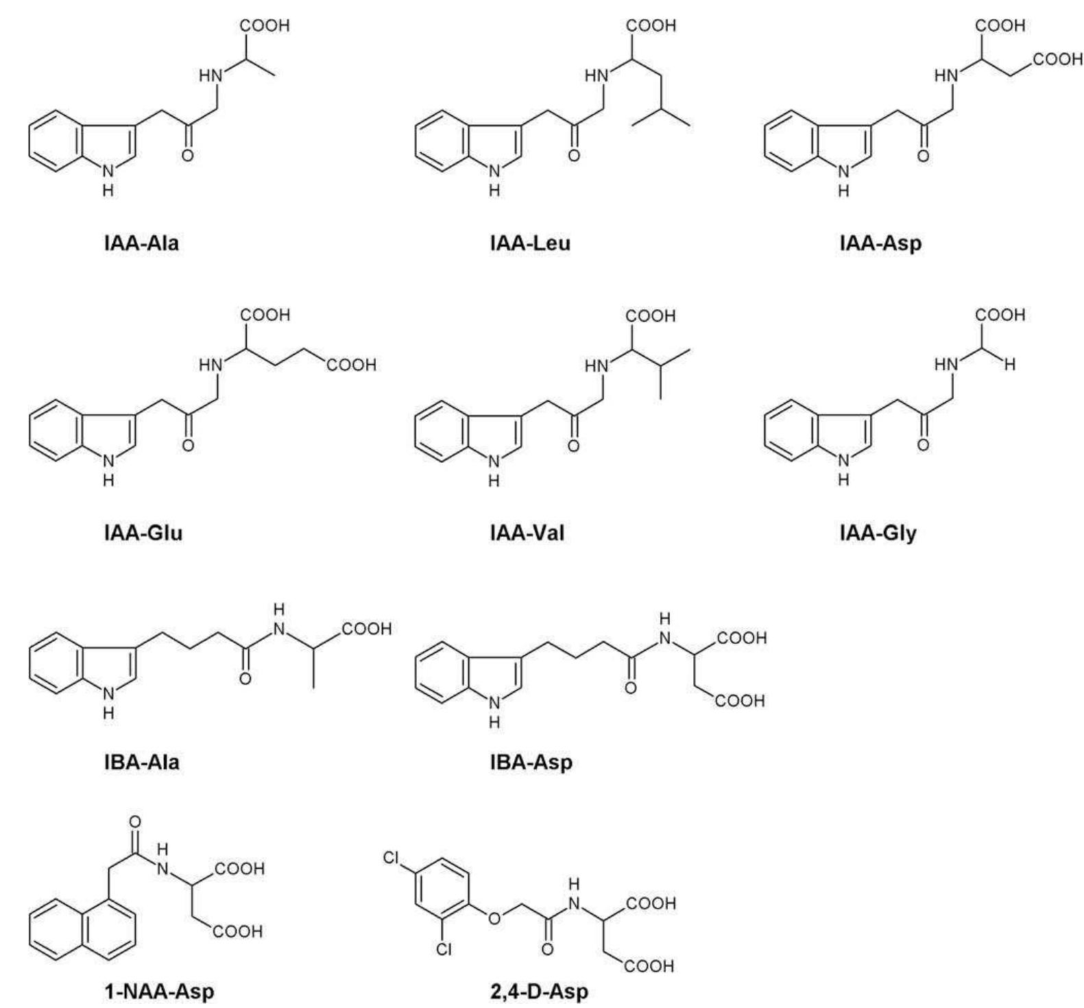 The structures of amide auxin conjugates.
