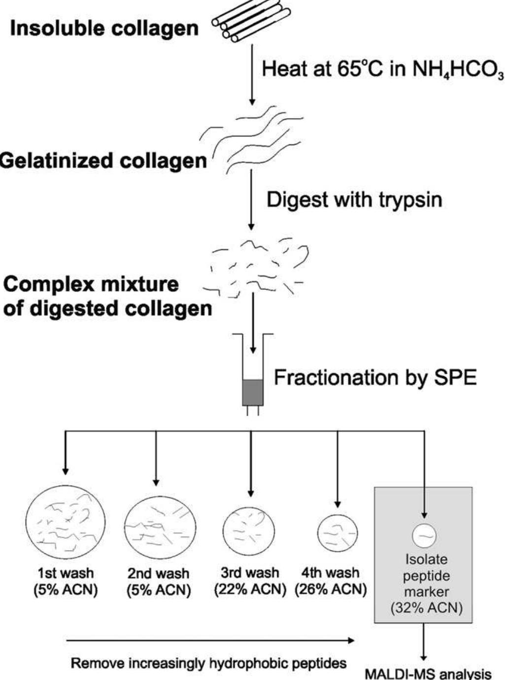 Diagram showing the key stages in the extraction and