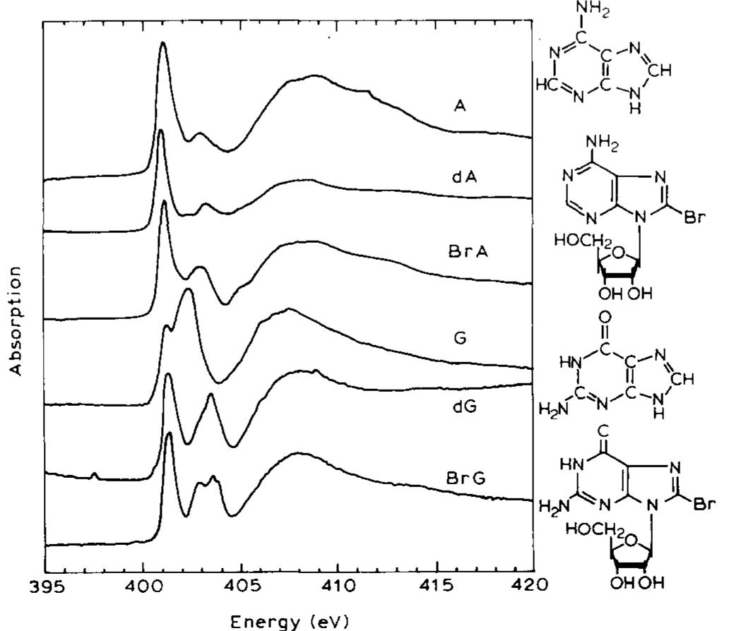 Nitrogen k-edge xanes spectra of the two purine bases, their