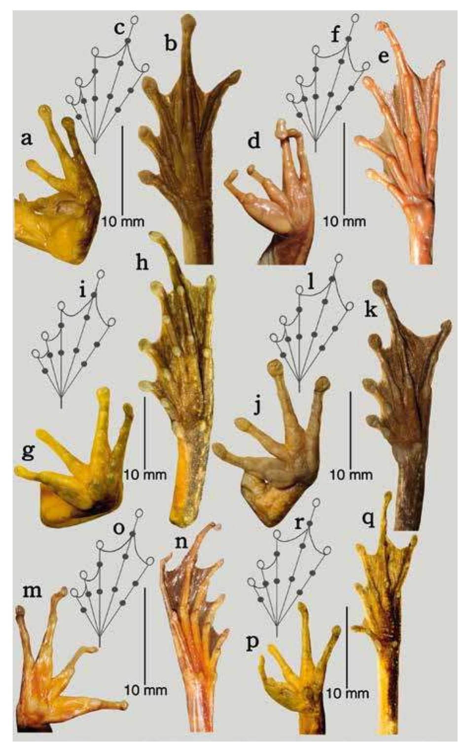 A-r. ventral view of hand and foot, and schematic illus-