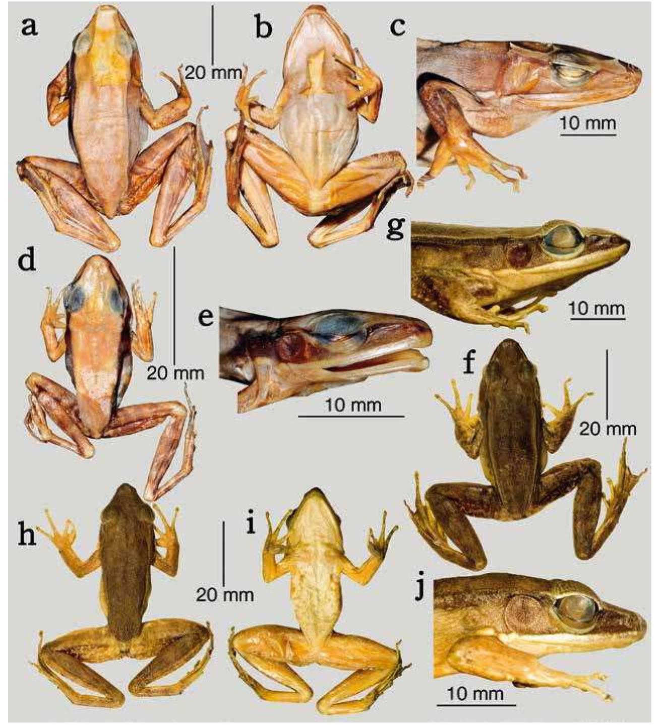Specks. colour in life (fig. 13d). dorsal parts bronze