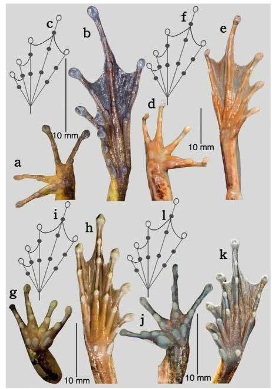 A-l. ventral view of hand and foot, and schematic illus-