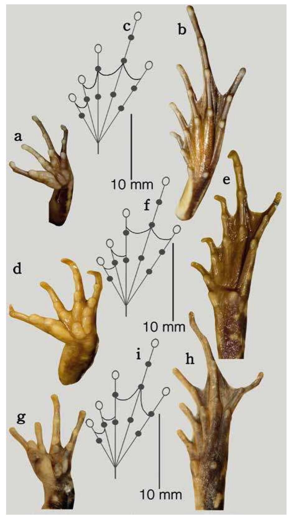 A-i. ventral view of hand and foot, and schematic illus-