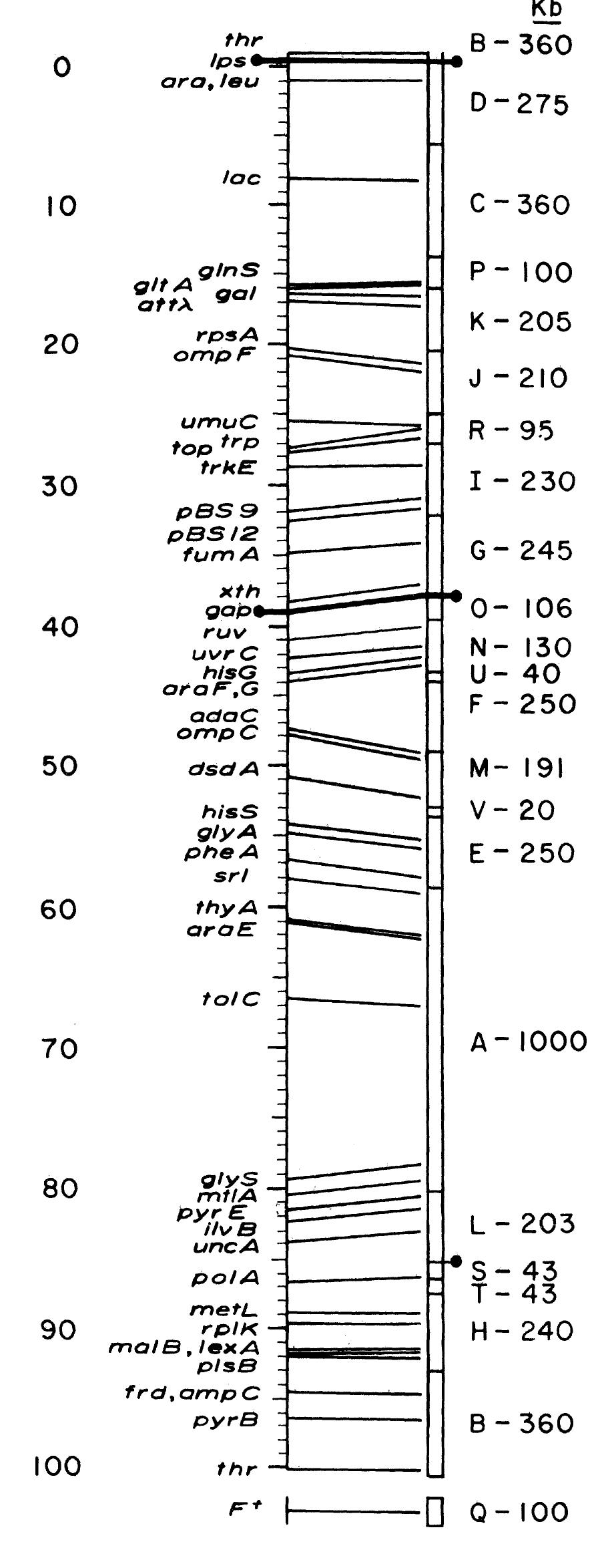 Figure 6 - A physical map of the Escherichia coli K12 genome