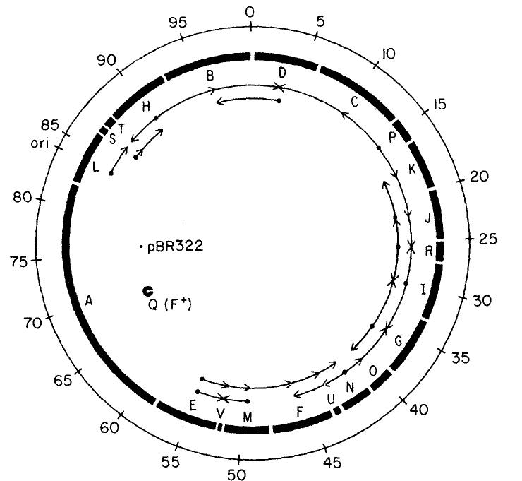 The physical map of e. coli strain emg2, drawn to scale,