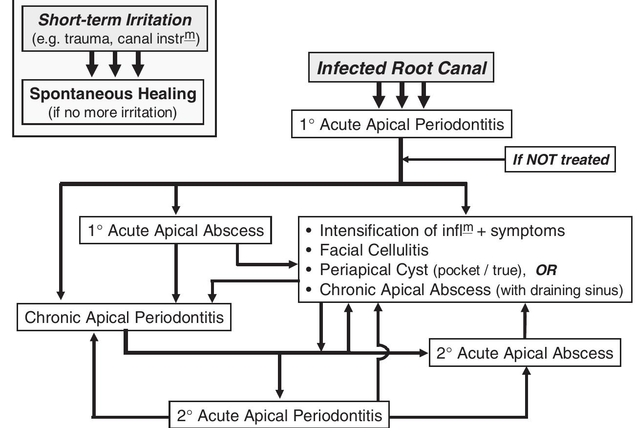 (PDF) Classification, diagnosis and clinical manifestations of apical ...