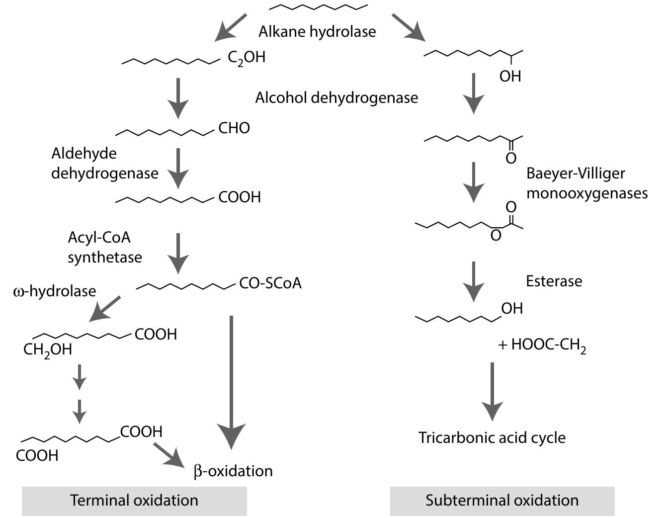 3 aerobic pathways for the degradation of alkanes by