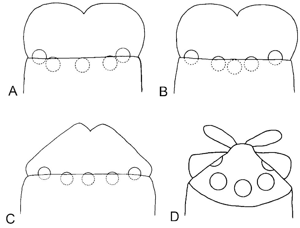 Schematic drawing of the dorsal view of the prostomium and