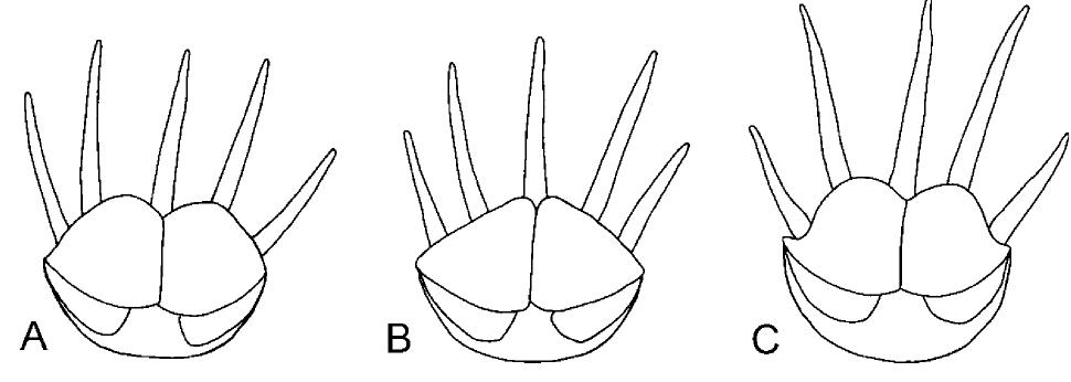 Schematic drawing of the frontal view of speci- mens that