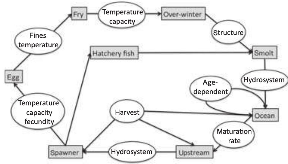 Model life cycle with stages (shaded rectangles) and factors