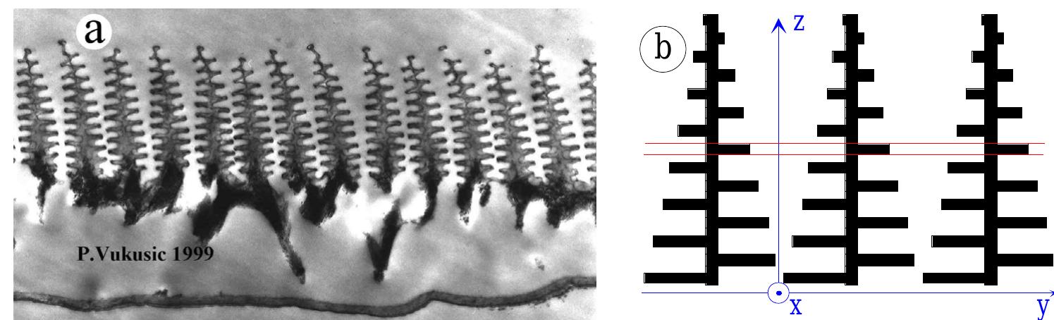 A: transmission electron microscope image showing the