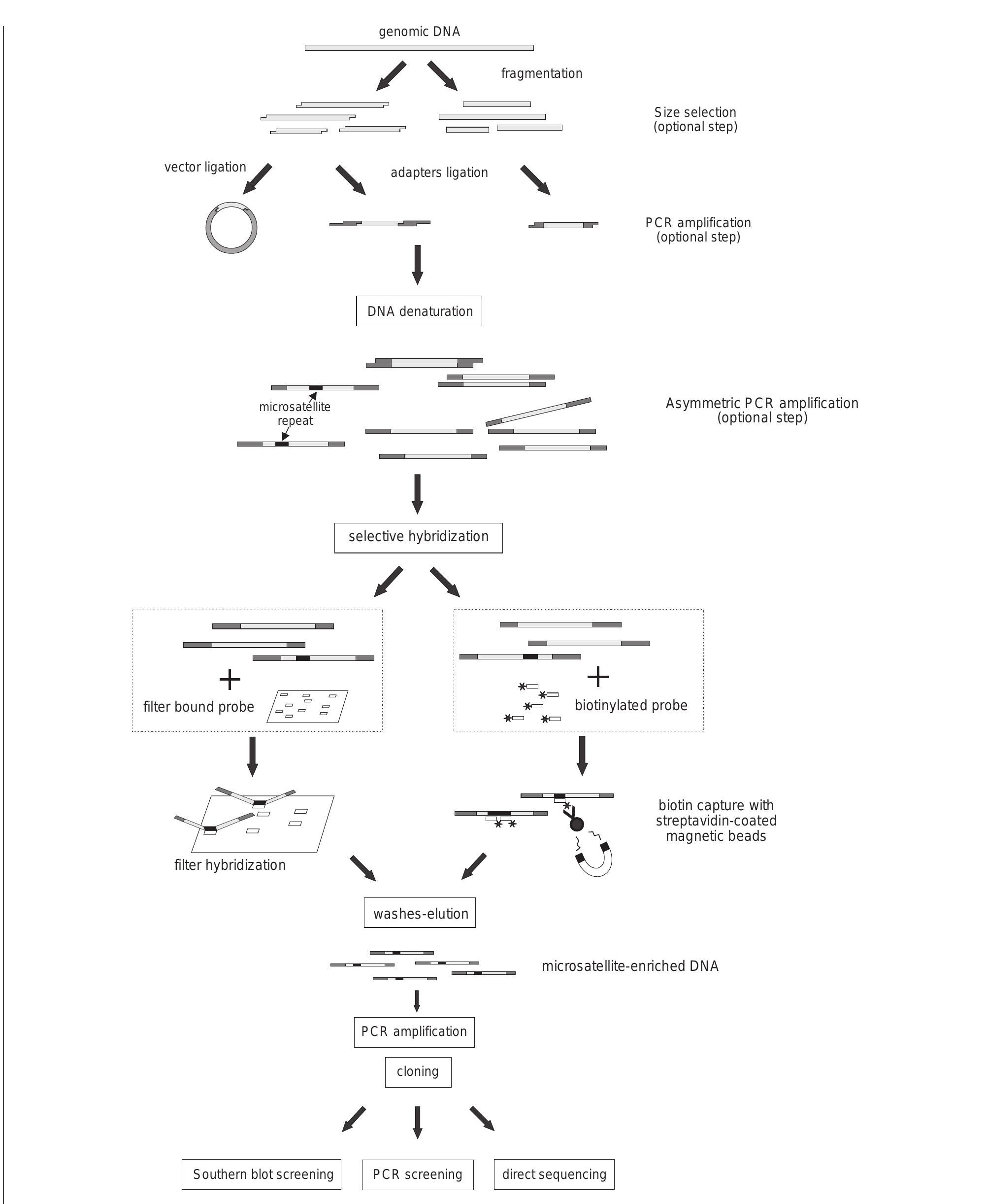 Schematic representation of selective hybridization