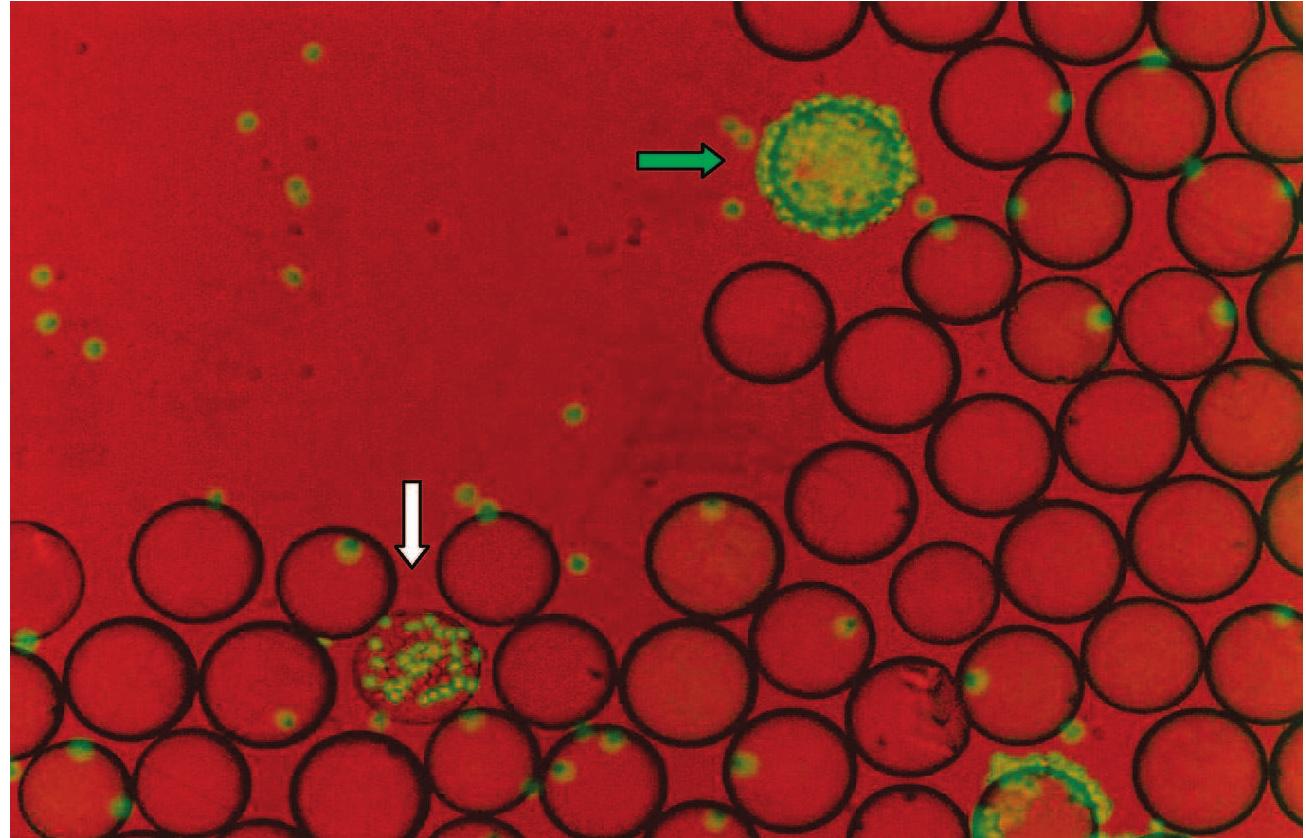 Photomicrograph of “dual-color screening method”. green