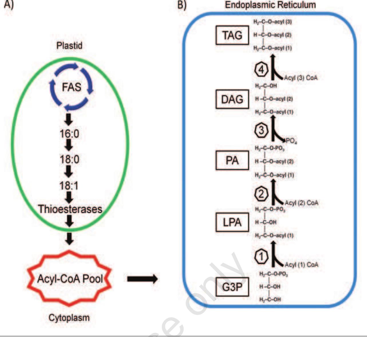Fatty acid biosynthesis and kennedy pathway for
