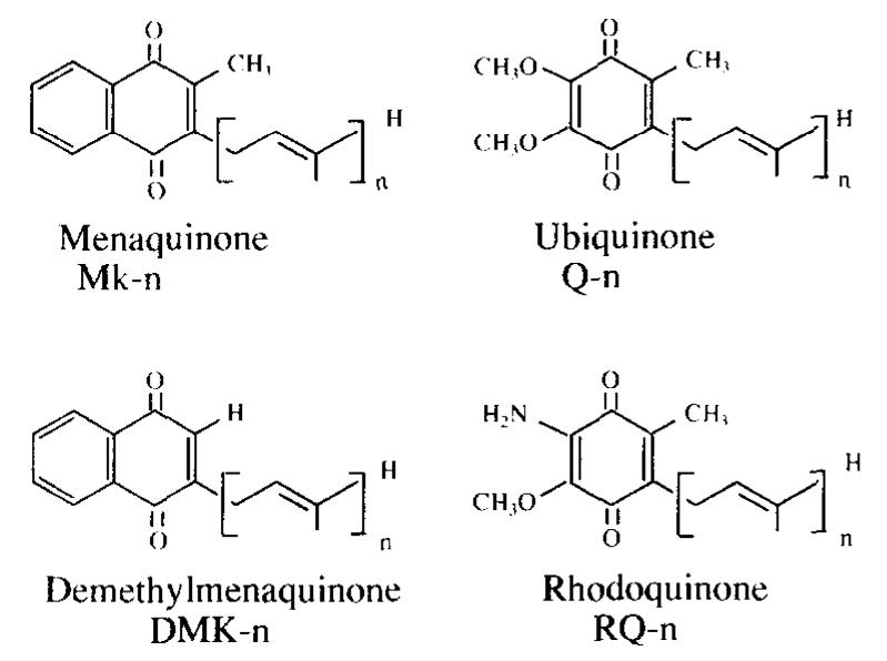 Structure of different quinone types (collins and jones.