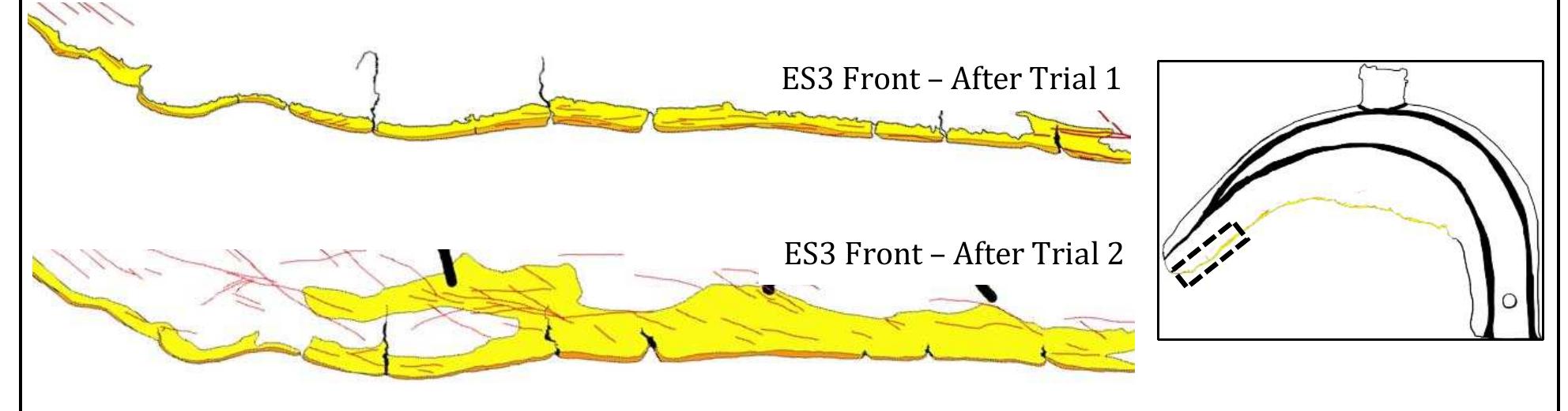 7 distal section of es3 showing an increase in the area of