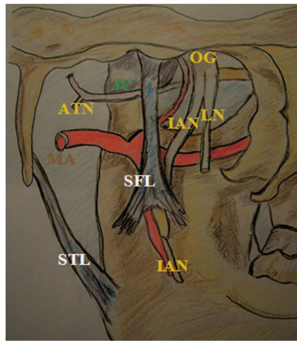 Schematic view of the tmj ligaments in the central sagittal