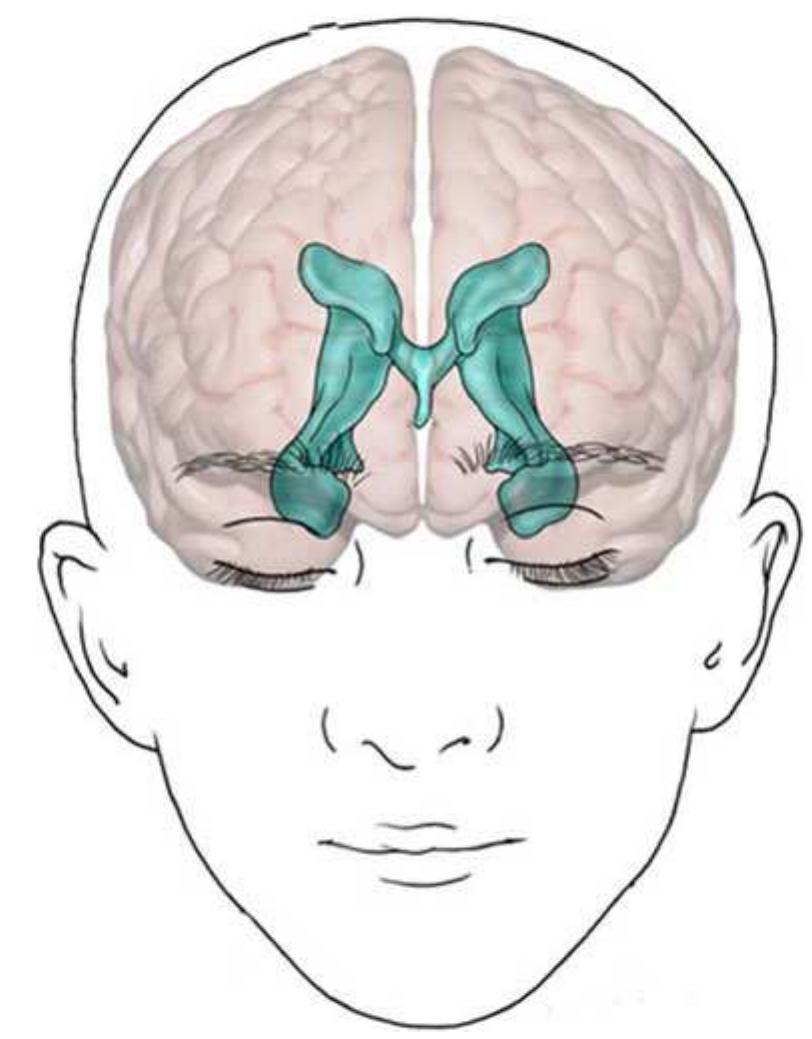 Frontal view of the ventricular system in relationship to
