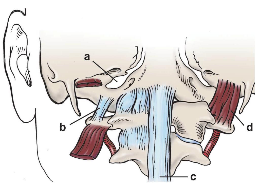 Fic. 4. anterior drawing noting the jugular foramen (a) and