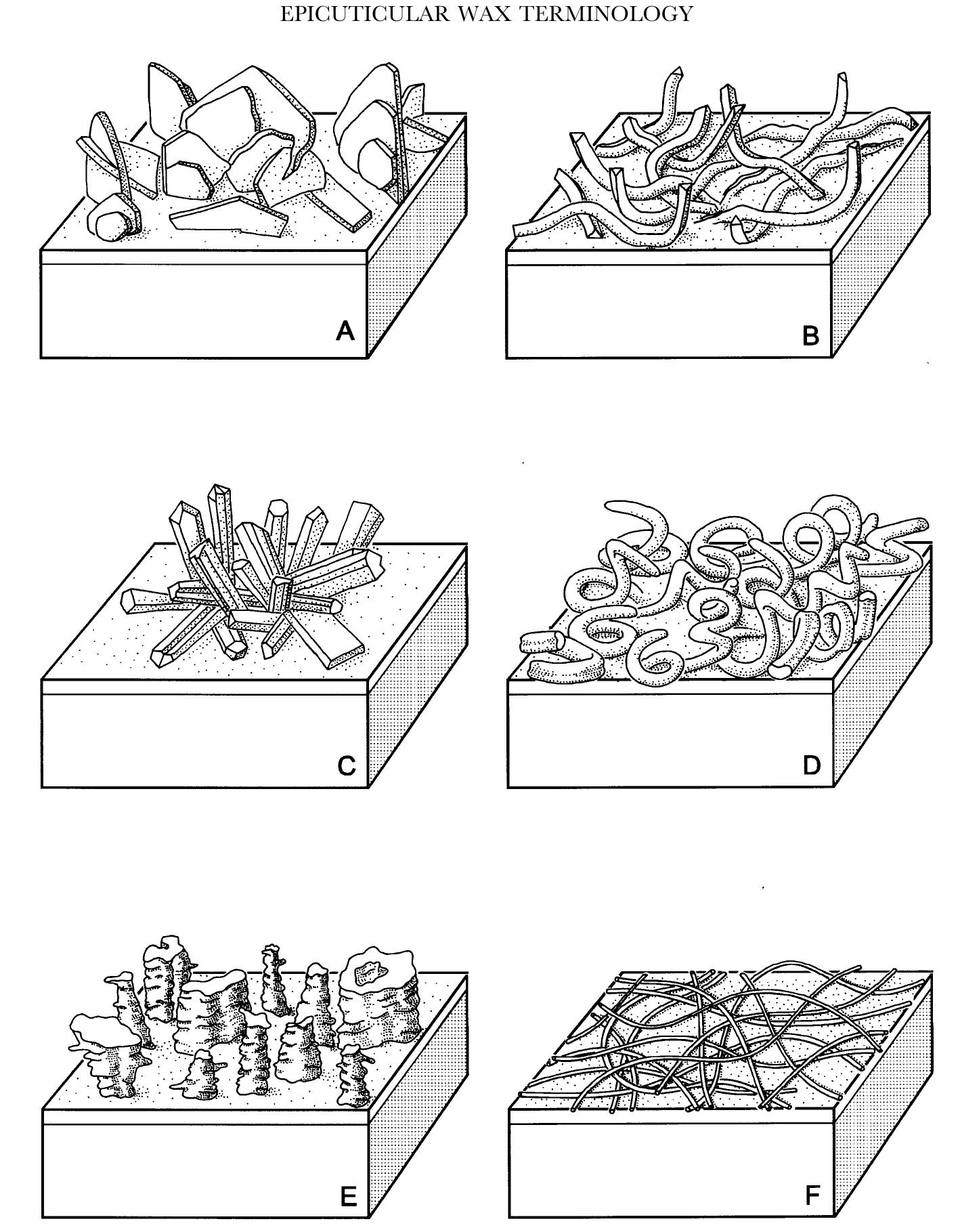 Schematic drawings of the main types of epicuticular wax