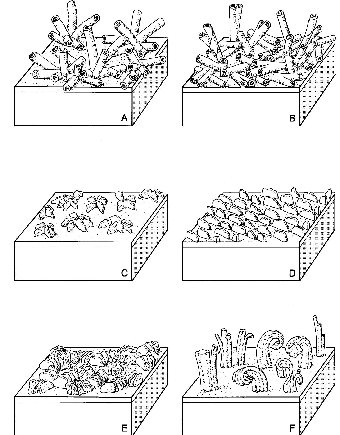 Schematic drawings of the main types of epicuticular wax