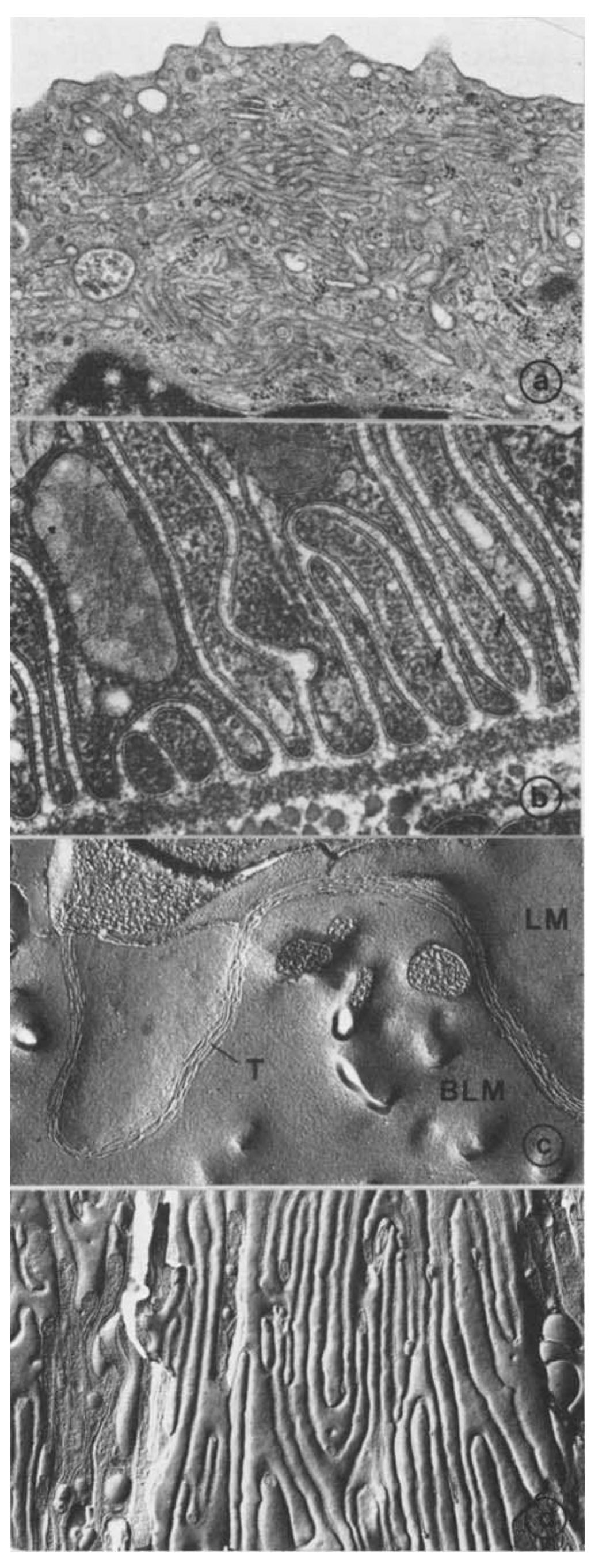 Figure 11 - Morphology of the loop of Henle, distal tubule,