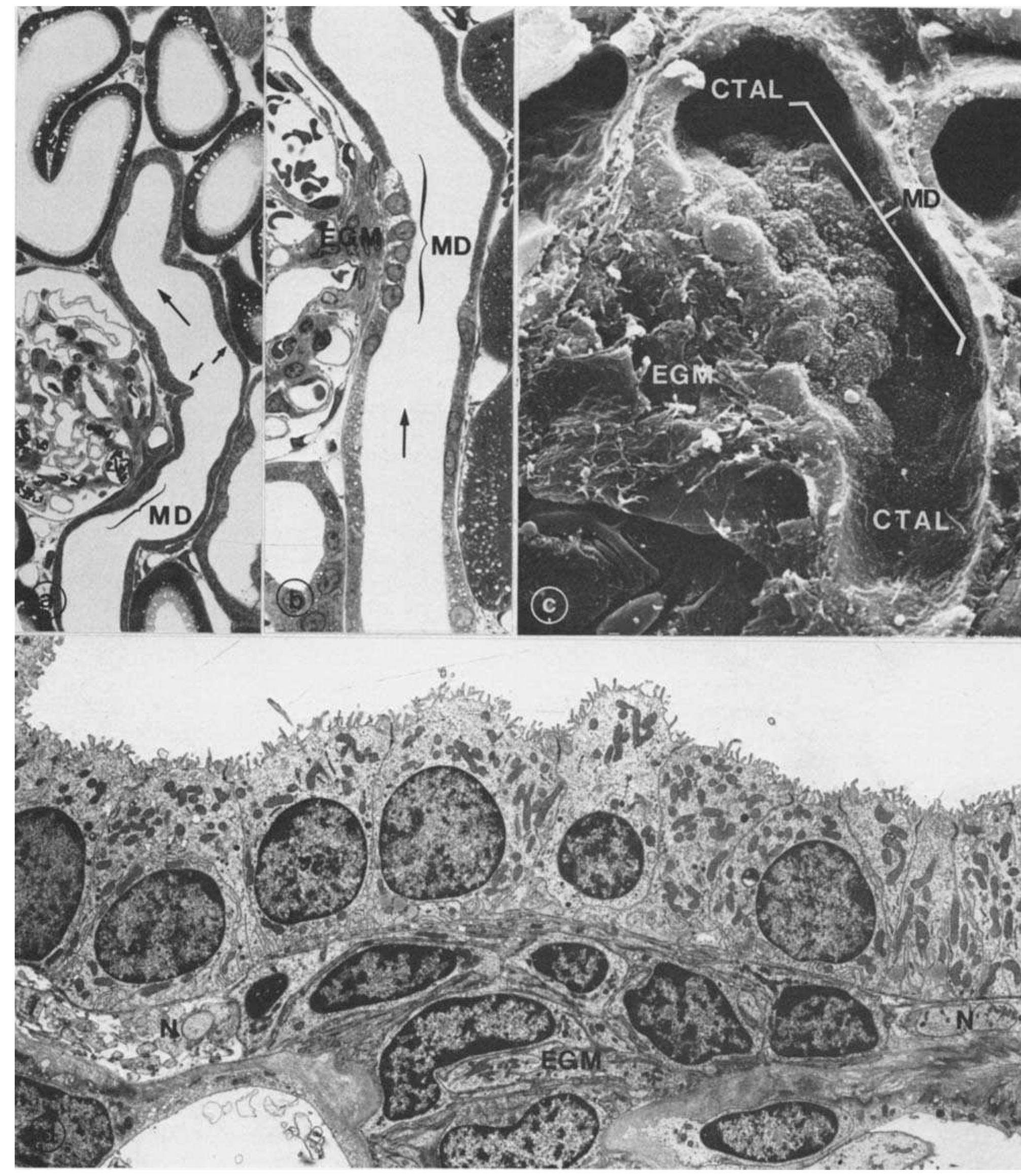 Macula densa. a: light micrograph, showing location of rat
