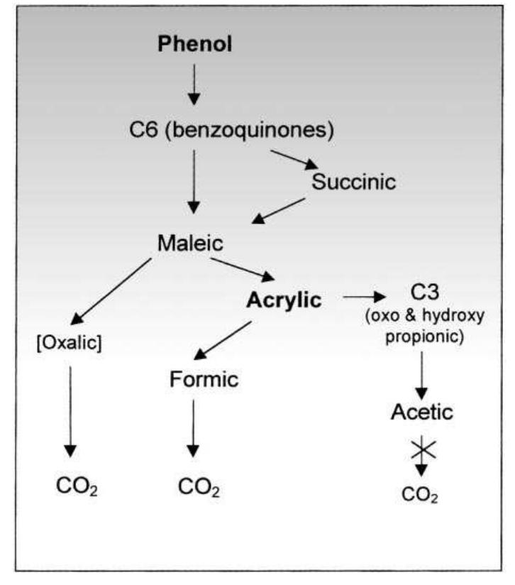 Reaction scheme of phenol and acrylic acid oxidation.