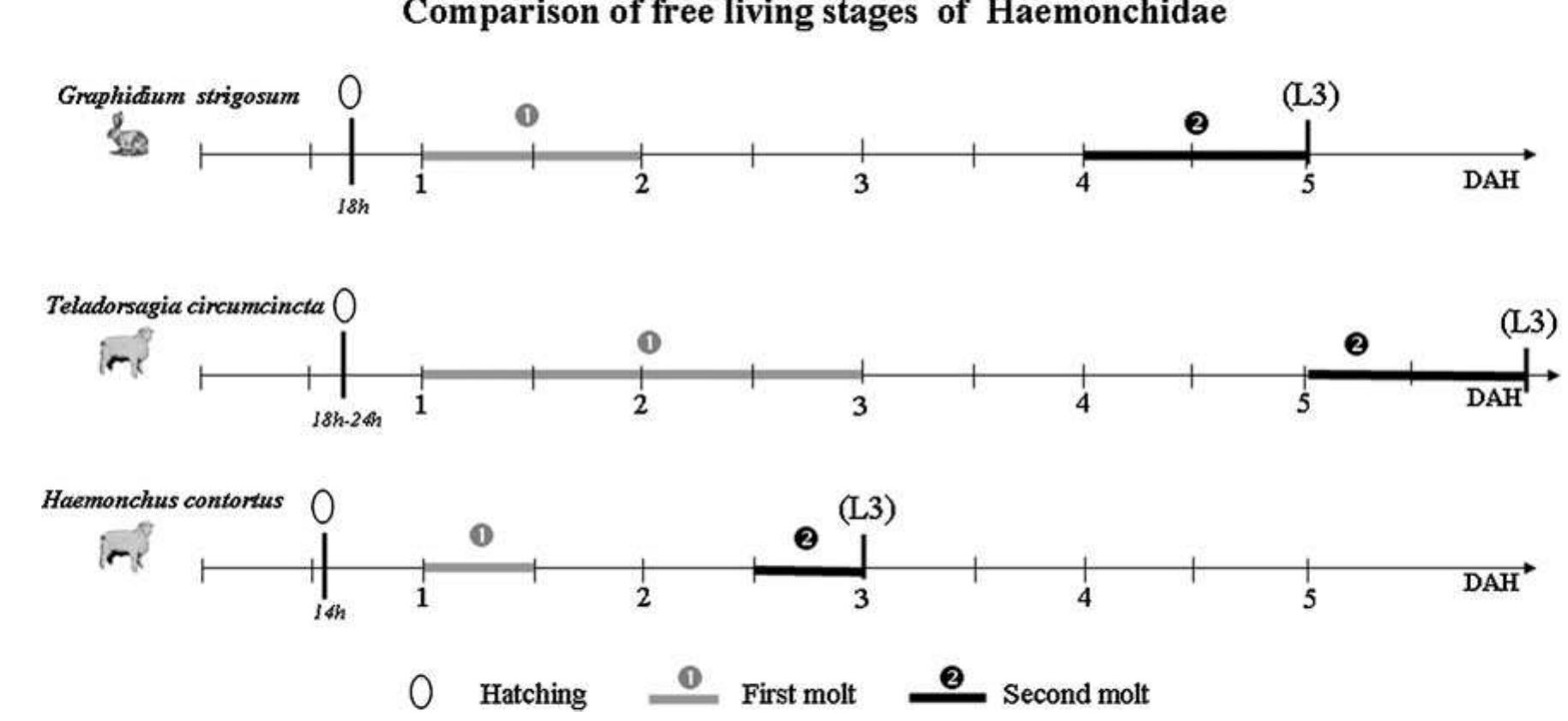 Comparison of free living stages of haemonchidae. dah day