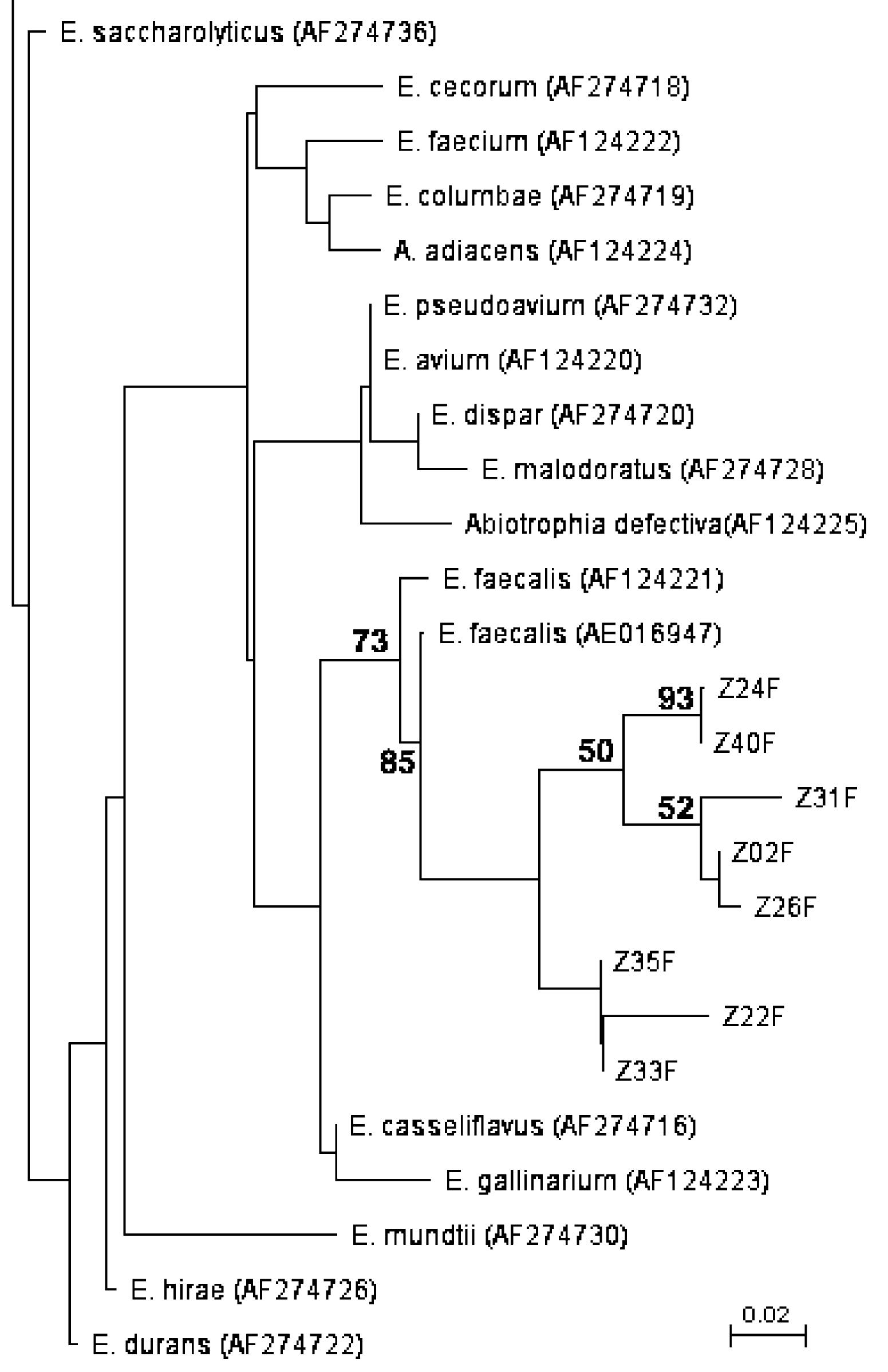 Phylogenetic tree of various enterococci and 1 abiotrophia