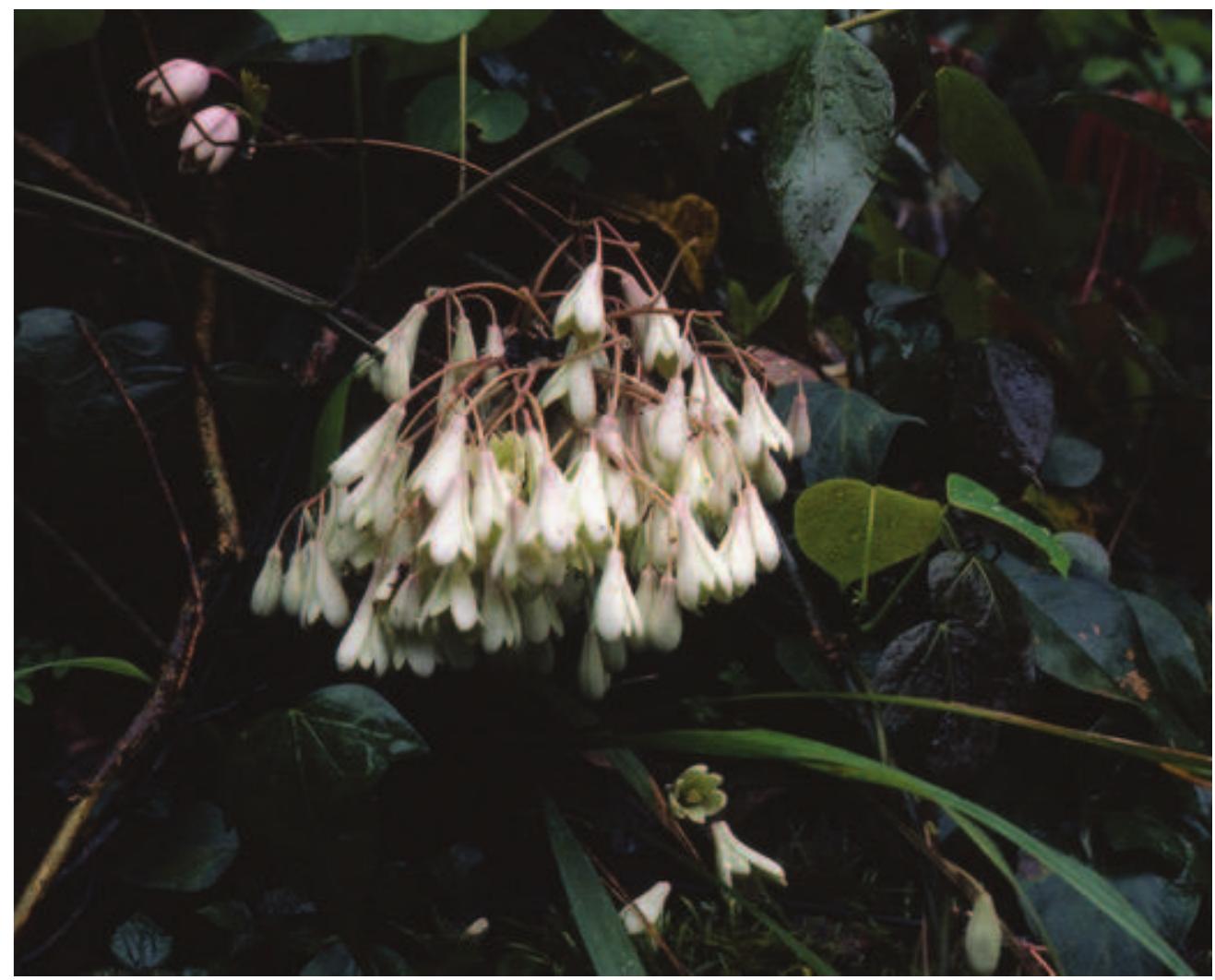 Stauntonia grandiflora. male inflorescence and two female