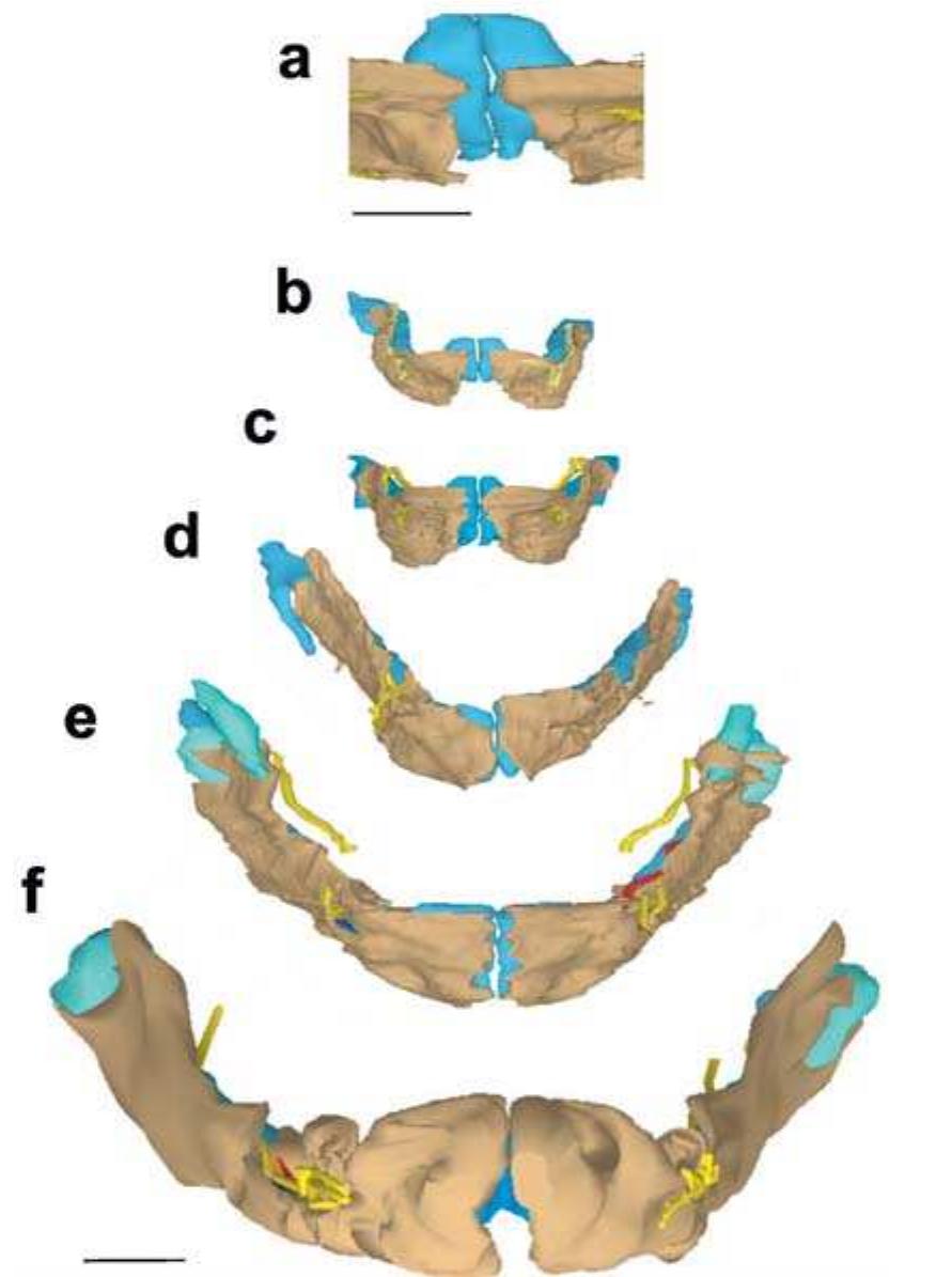Mandibles of human embryos and fetuses in anterior views