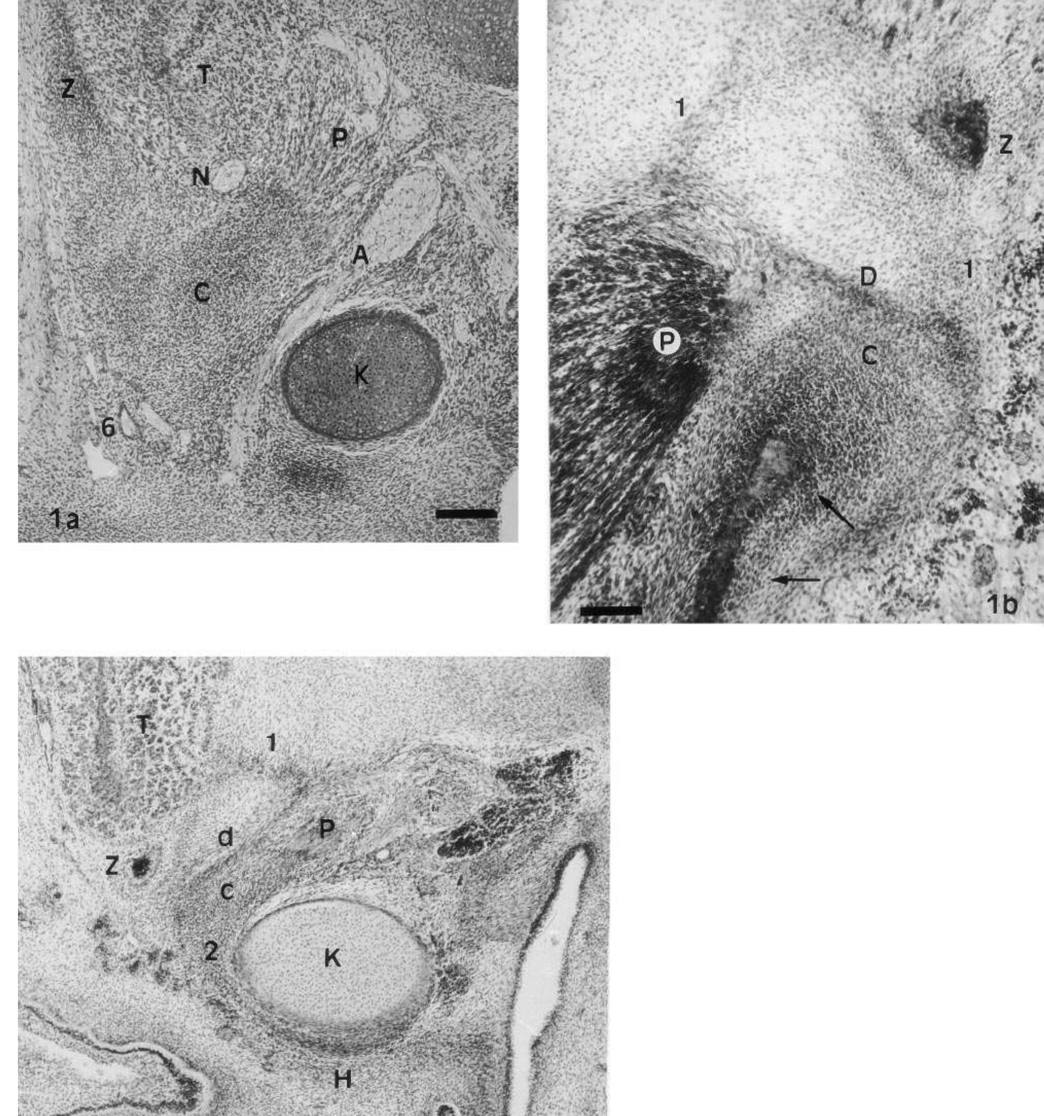 Figure 1 - Development of the human temporomandibular joint.