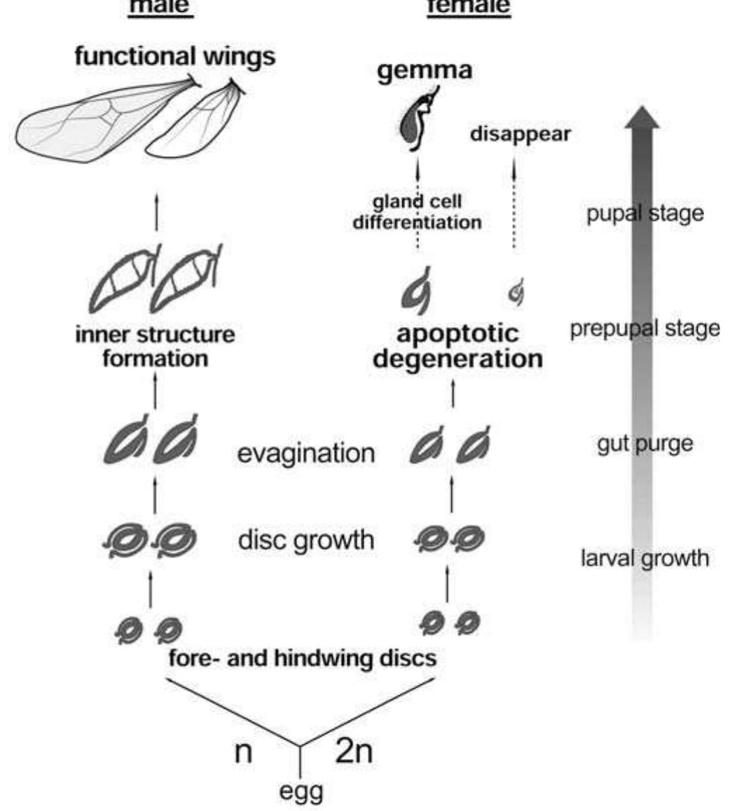 A schematic diagram of differential wing formation/degen-