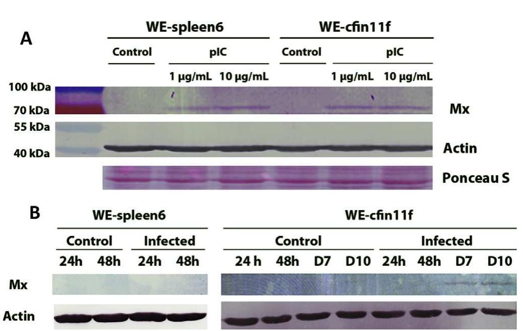 Mx protein induction by a viral mimic pic and vhsv ivb in