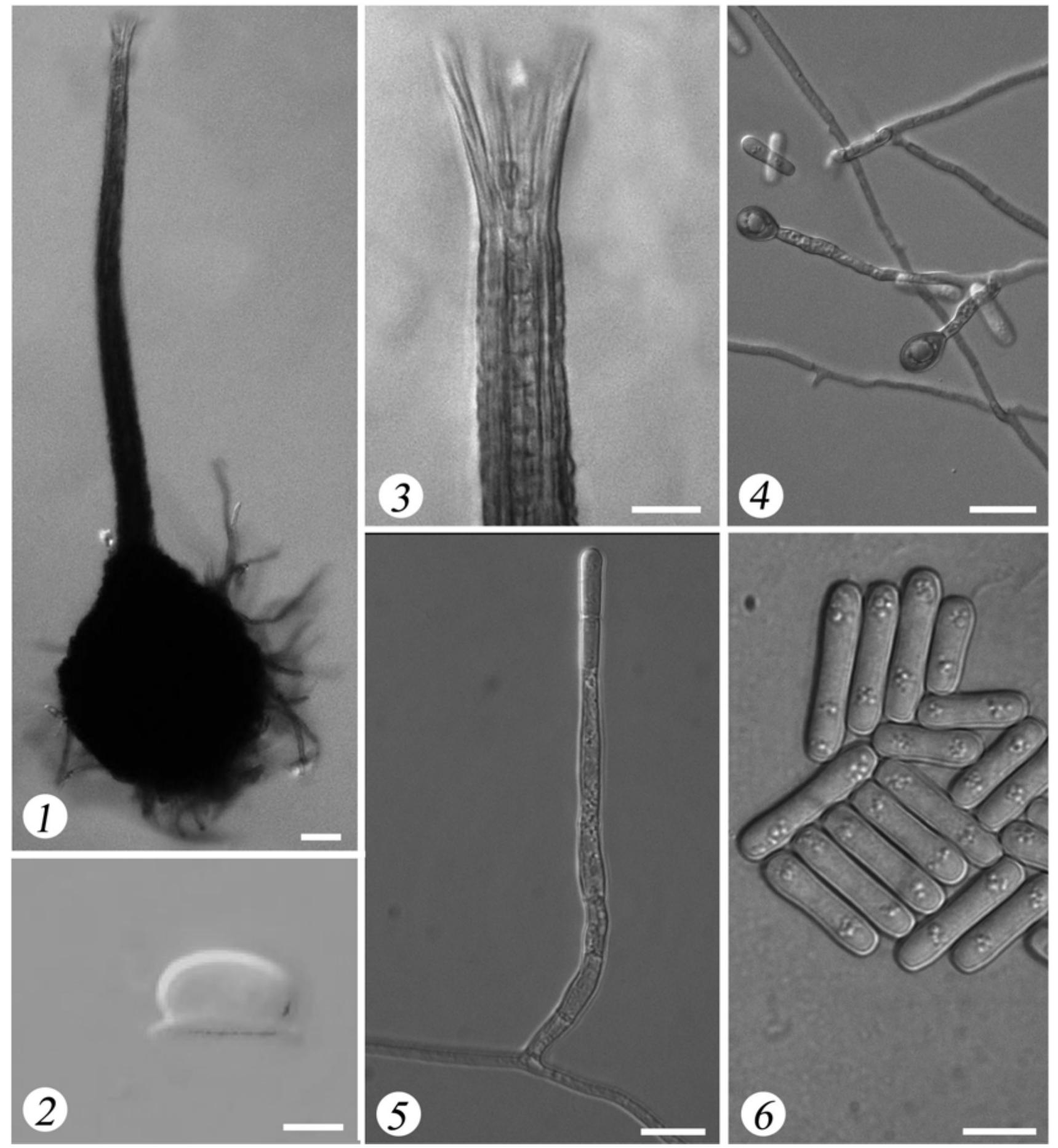 Morphological characteristics of ceratocystis
