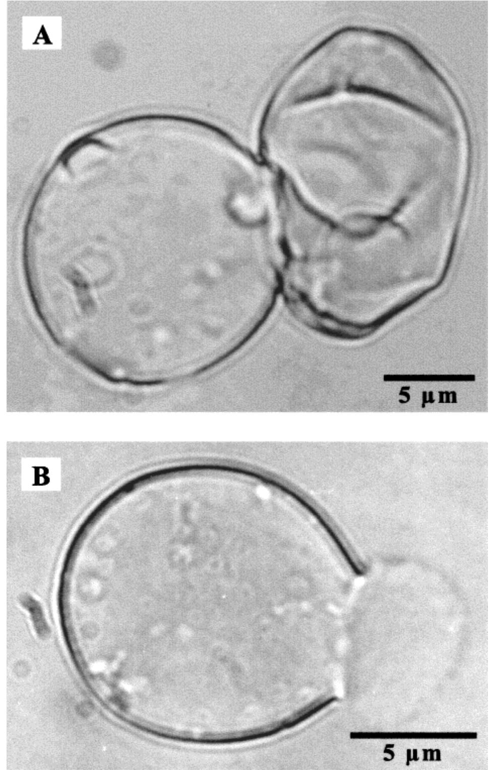 Representative optical micrographs of the polymer capsules