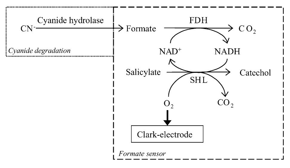 Schematic illustration of cyanide biosensor system. cyanide