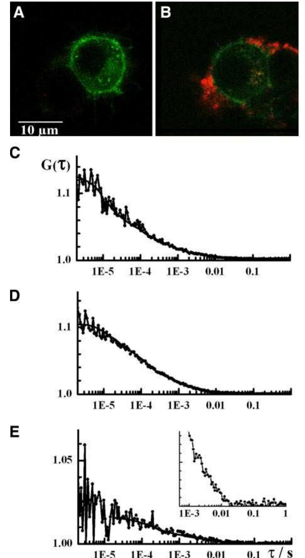 A, b) confocal images showing the expression of rmop-egfp in