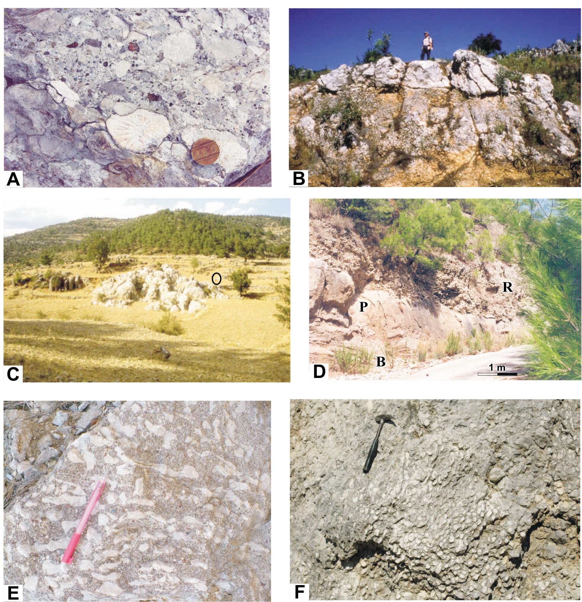 (a) photomicrograph of algal, coral grainstone-rudstone