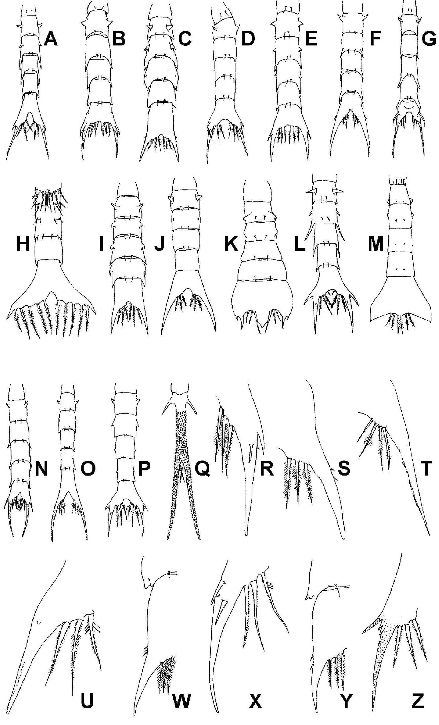 ‘t’elsons and abdomens of brachyuran larvae. (a) zoea i hyas