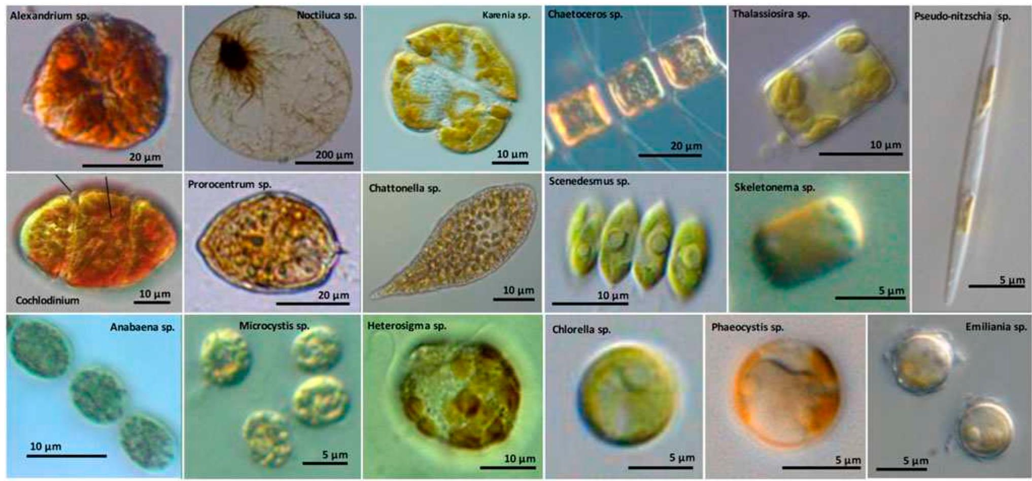 Optical microscope images of common species of bloom forming