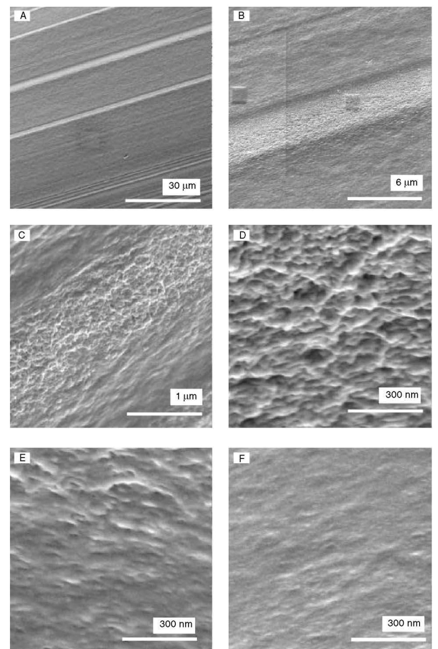 Fesem micrographs of the ps 1kda membrane at low