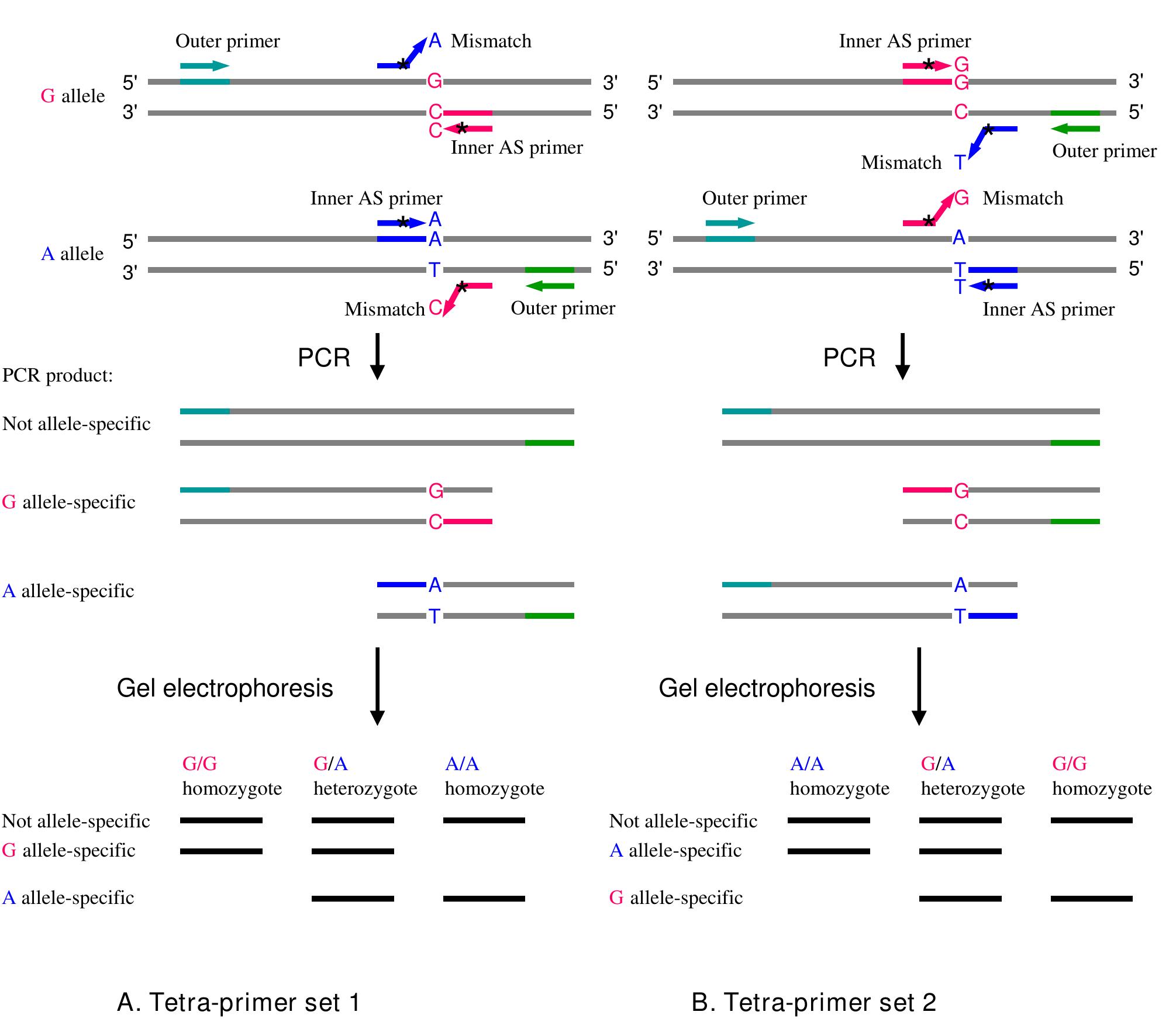 Schematic illustration of primer design for the tetra-primer