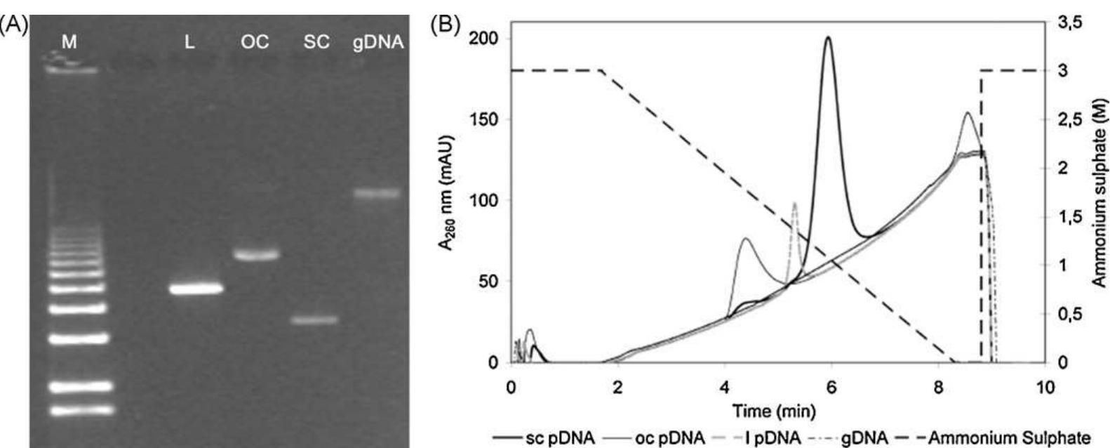 Separation of different plasmid dna (pdna) isoforms and gdna