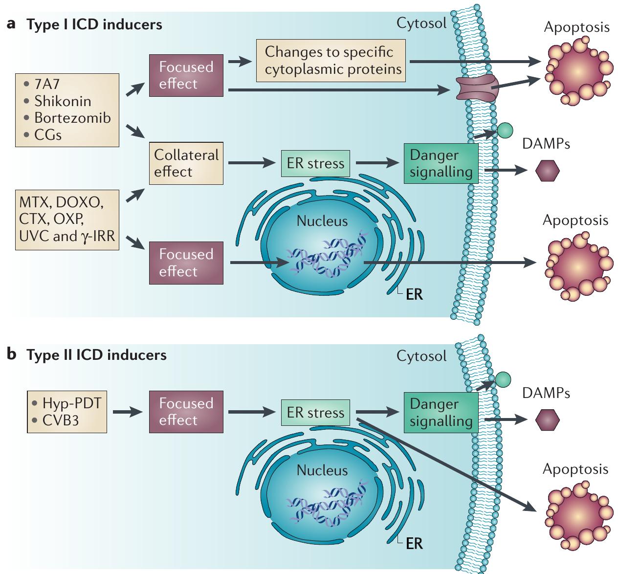 | the origins of icd pathways induced by type | and type ii