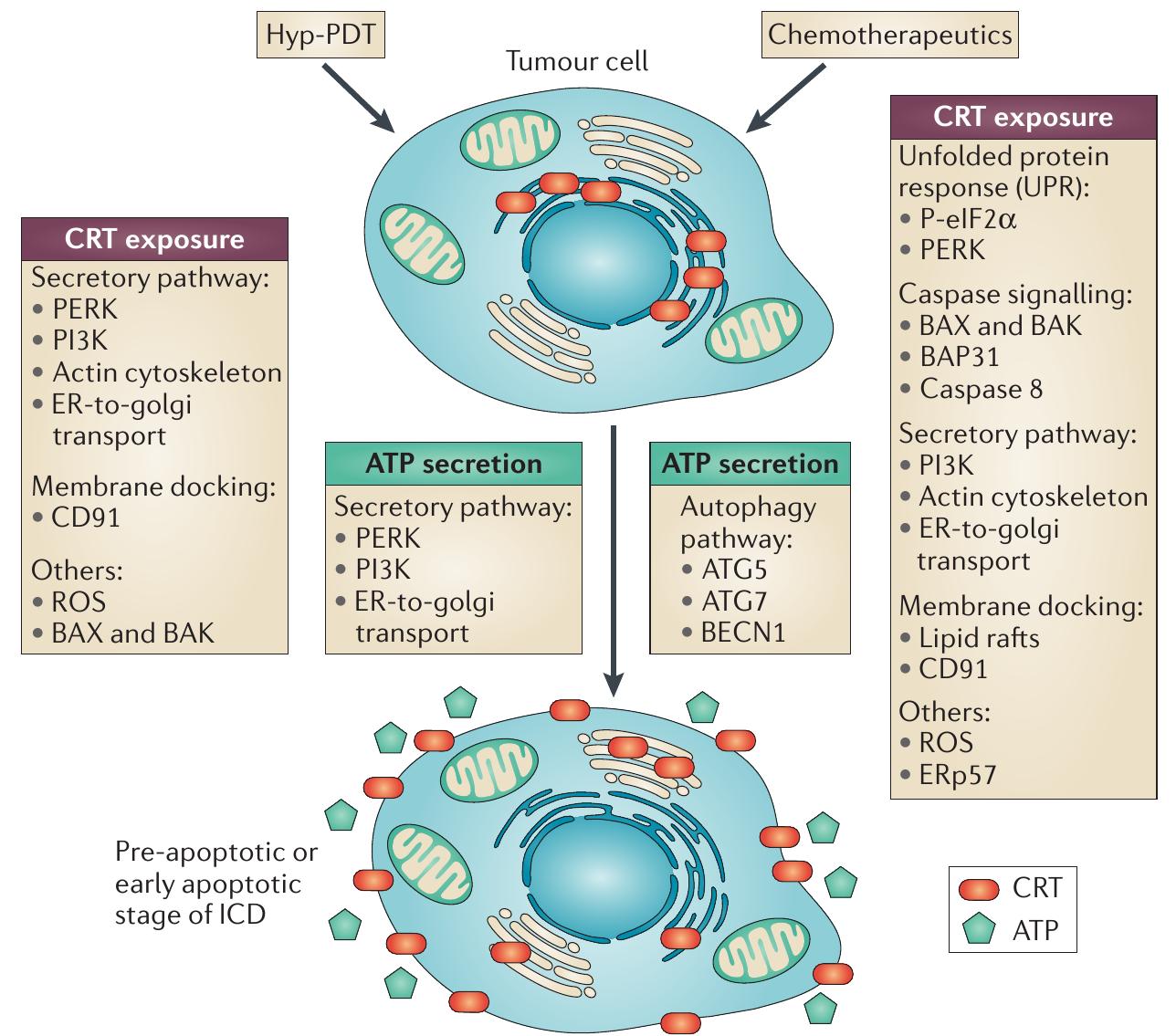 Molecular mechanisms of atp secretion and crt translocation